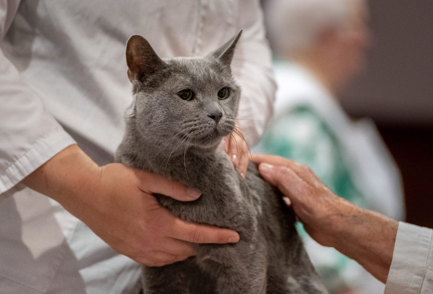 In Pictures: Dundee cat show lands in Caird Hall