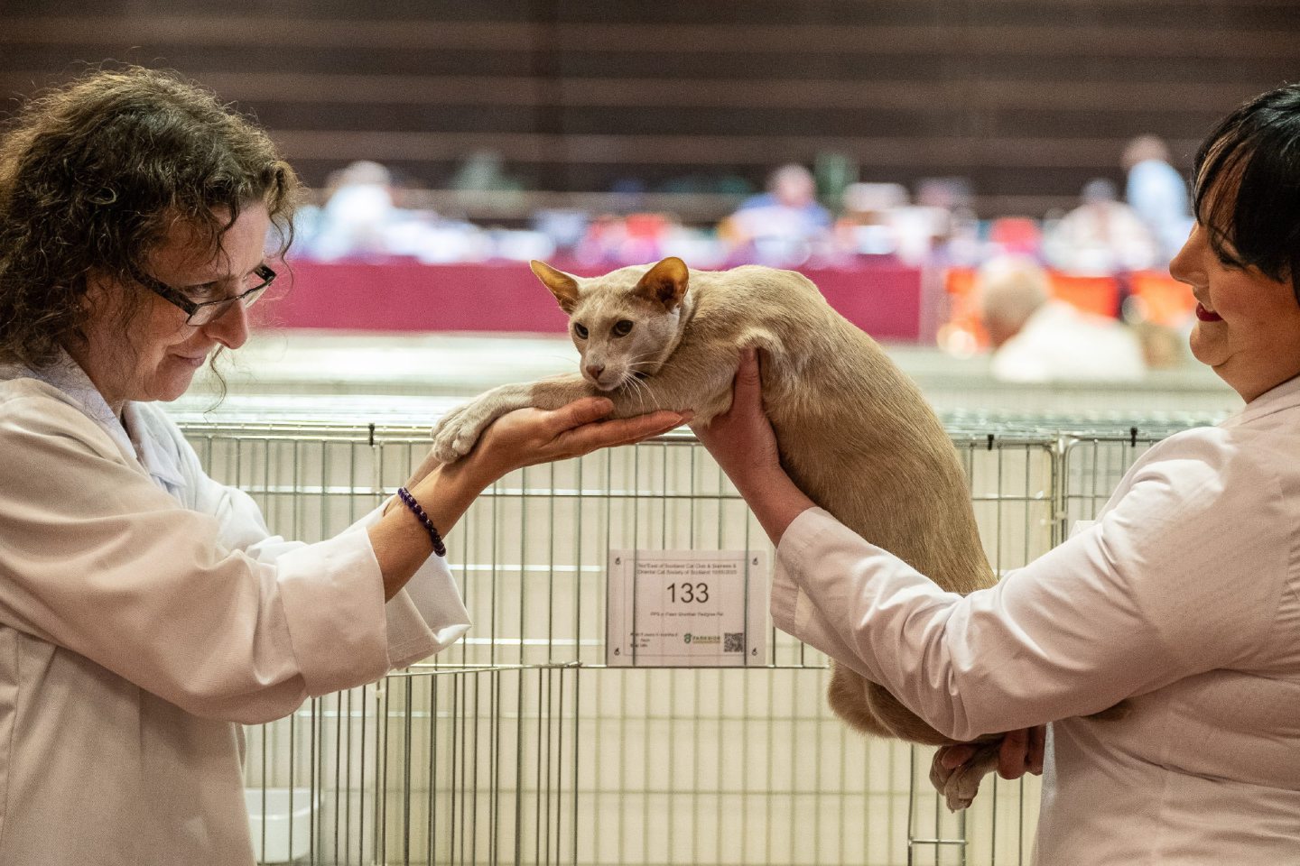 In Pictures: Dundee cat show lands in Caird Hall