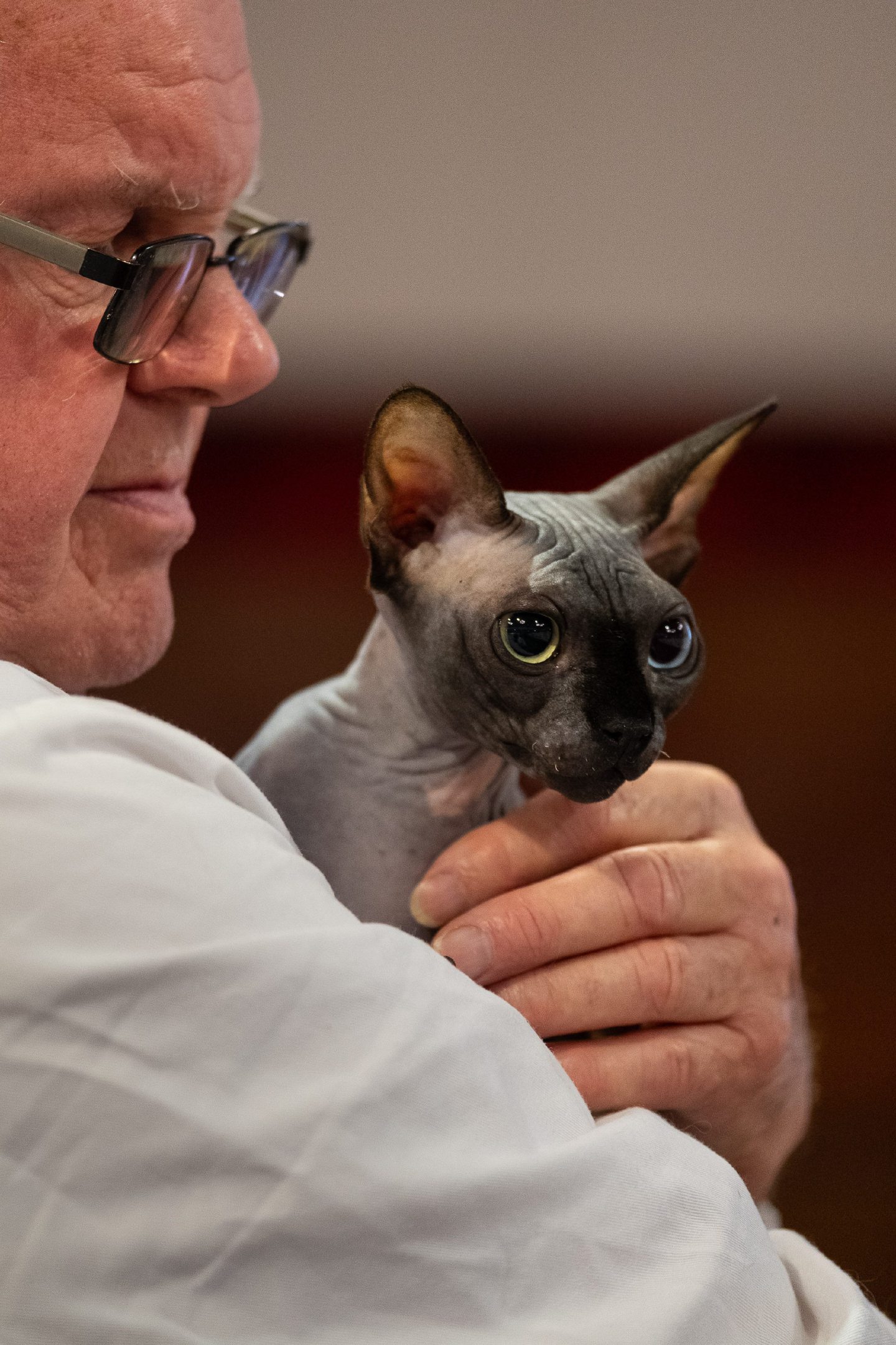 In Pictures: Dundee cat show lands in Caird Hall