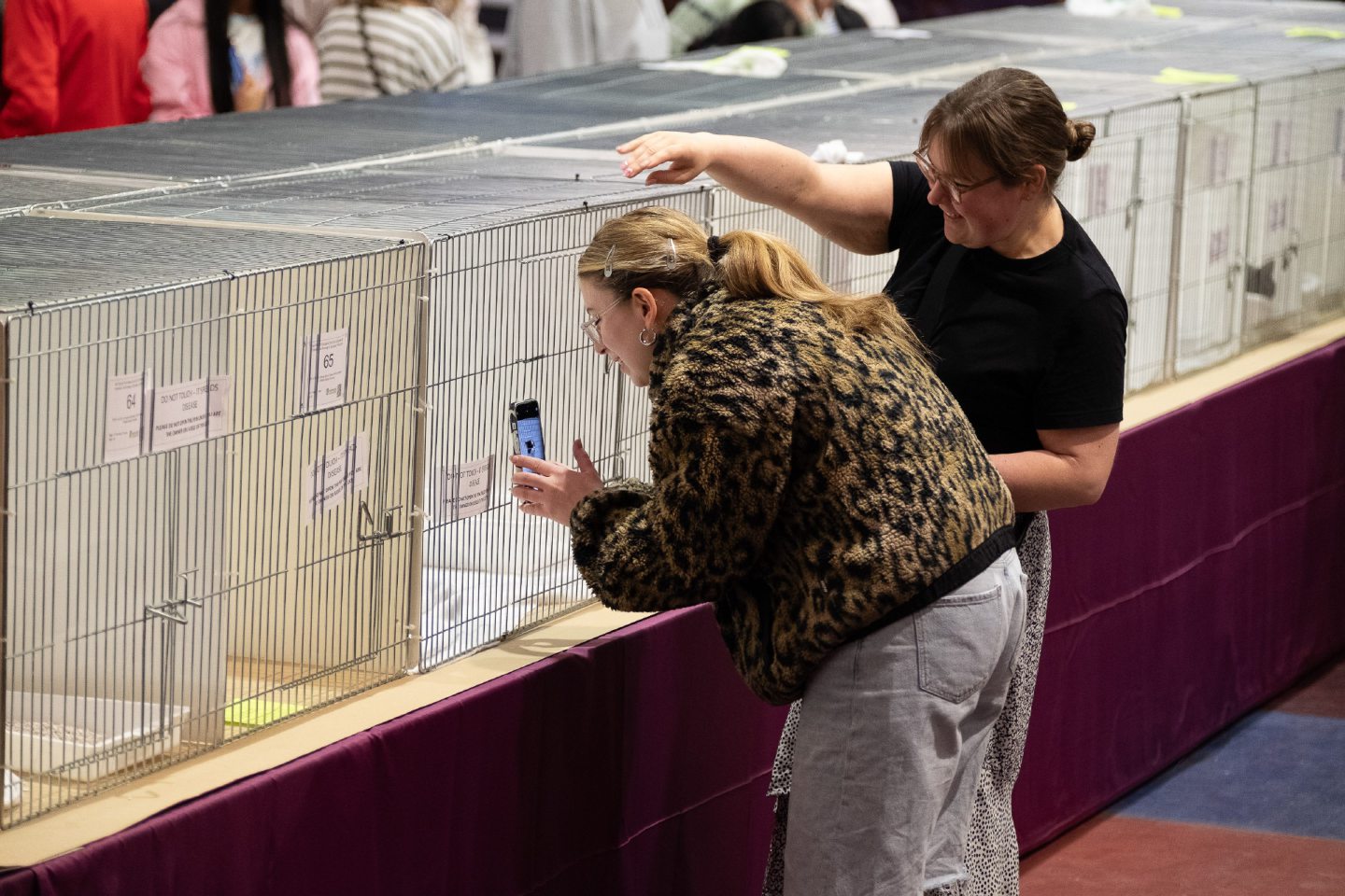 In Pictures: Dundee cat show lands in Caird Hall