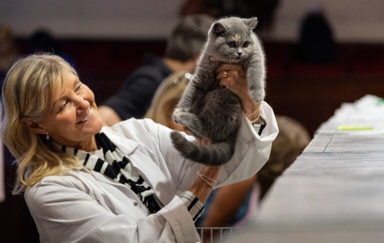 In Pictures: Dundee cat show lands in Caird Hall