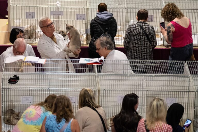 In Pictures: Dundee cat show lands in Caird Hall