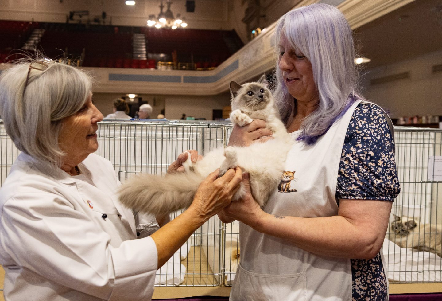 In Pictures: Dundee cat show lands in Caird Hall