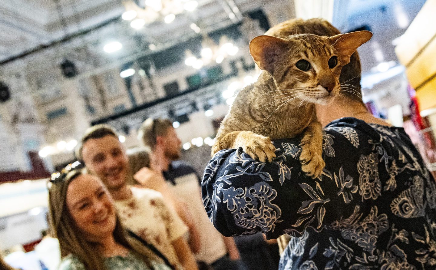 In Pictures: Dundee cat show lands in Caird Hall