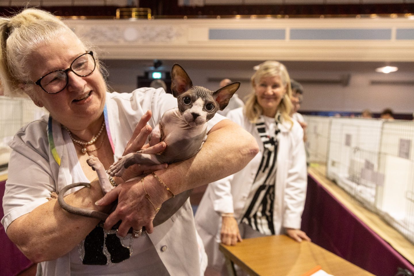 In Pictures: Dundee cat show lands in Caird Hall