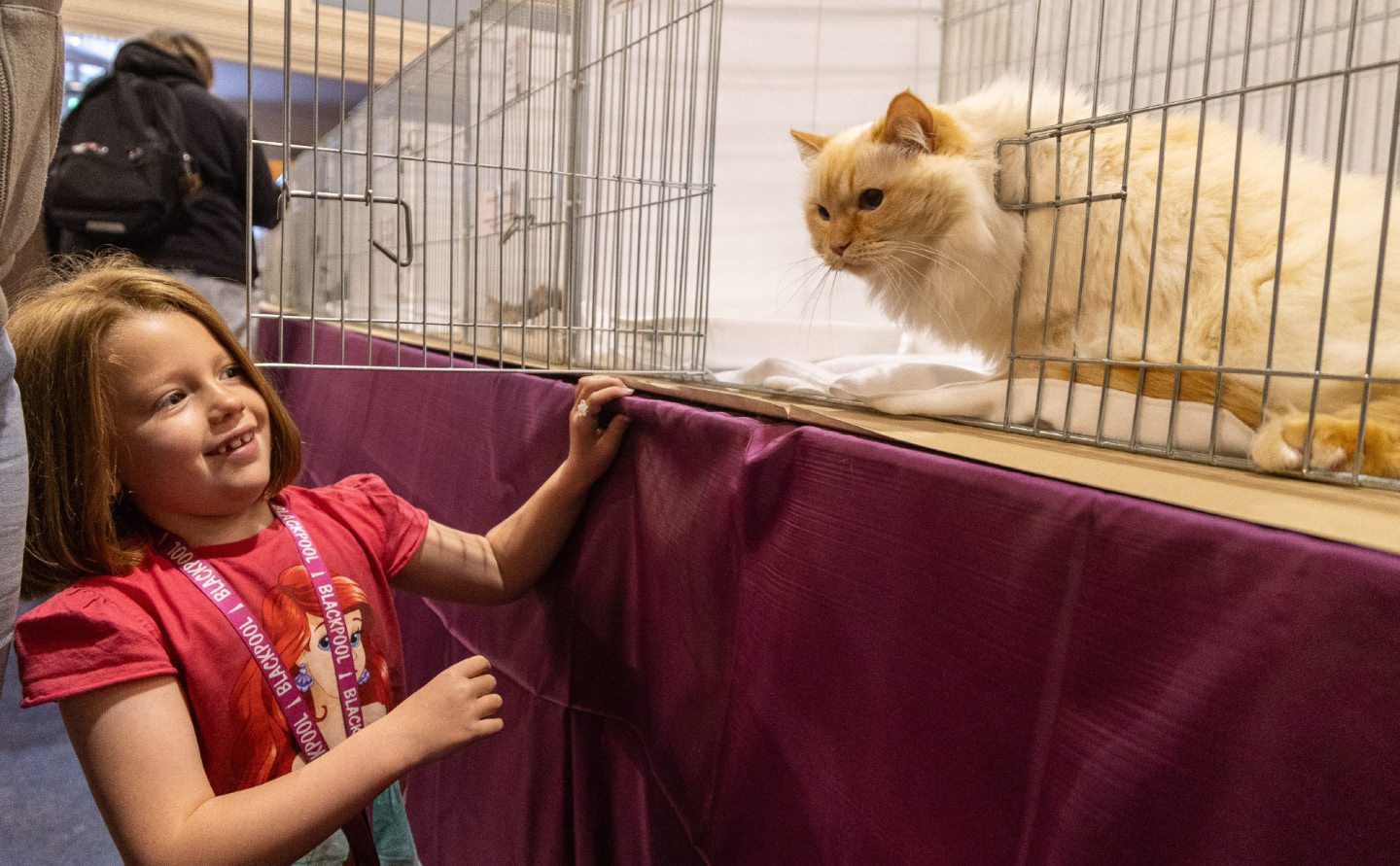 In Pictures: Dundee cat show lands in Caird Hall