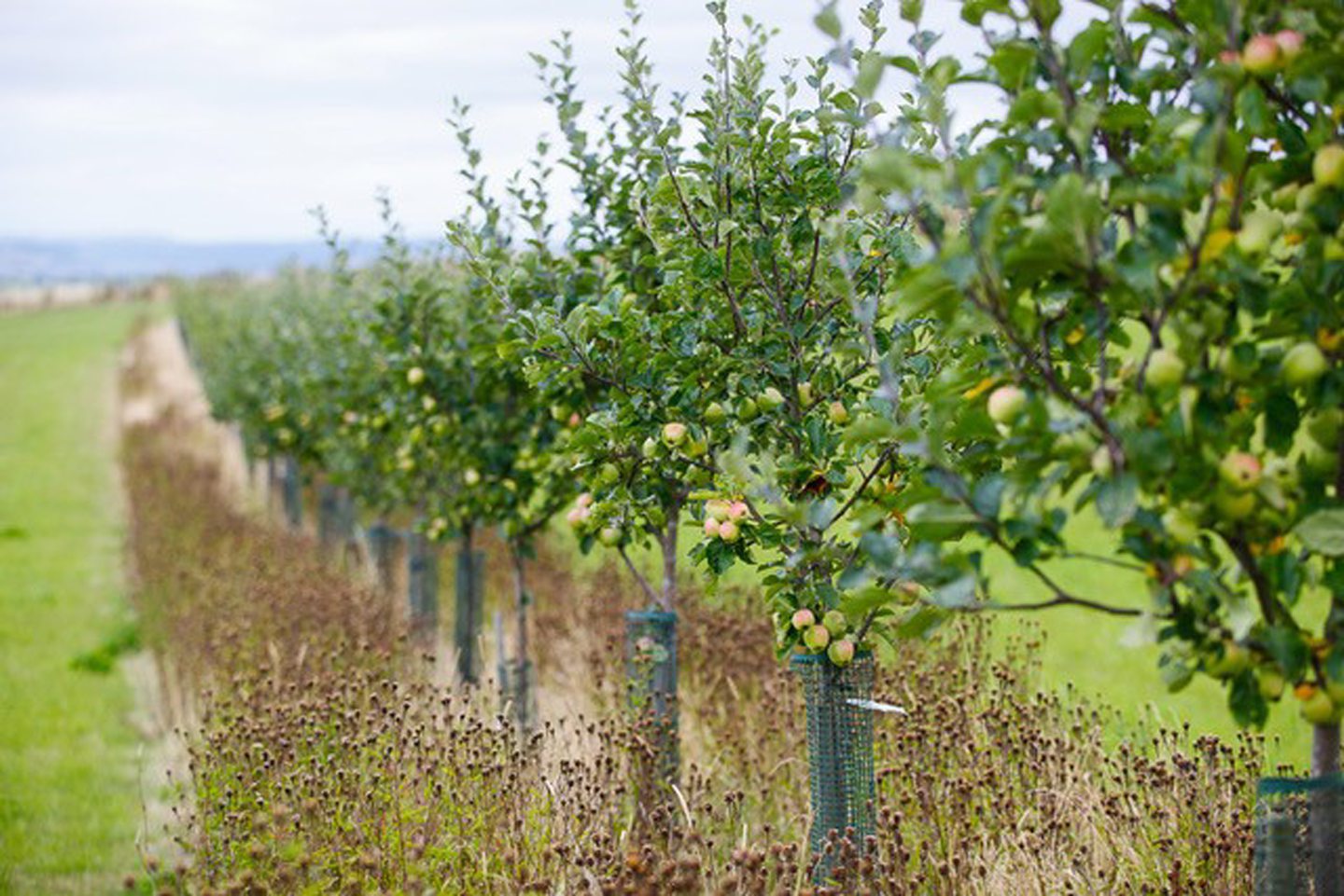 The Naughton Cider Company: Meet the maverick Fife producers
