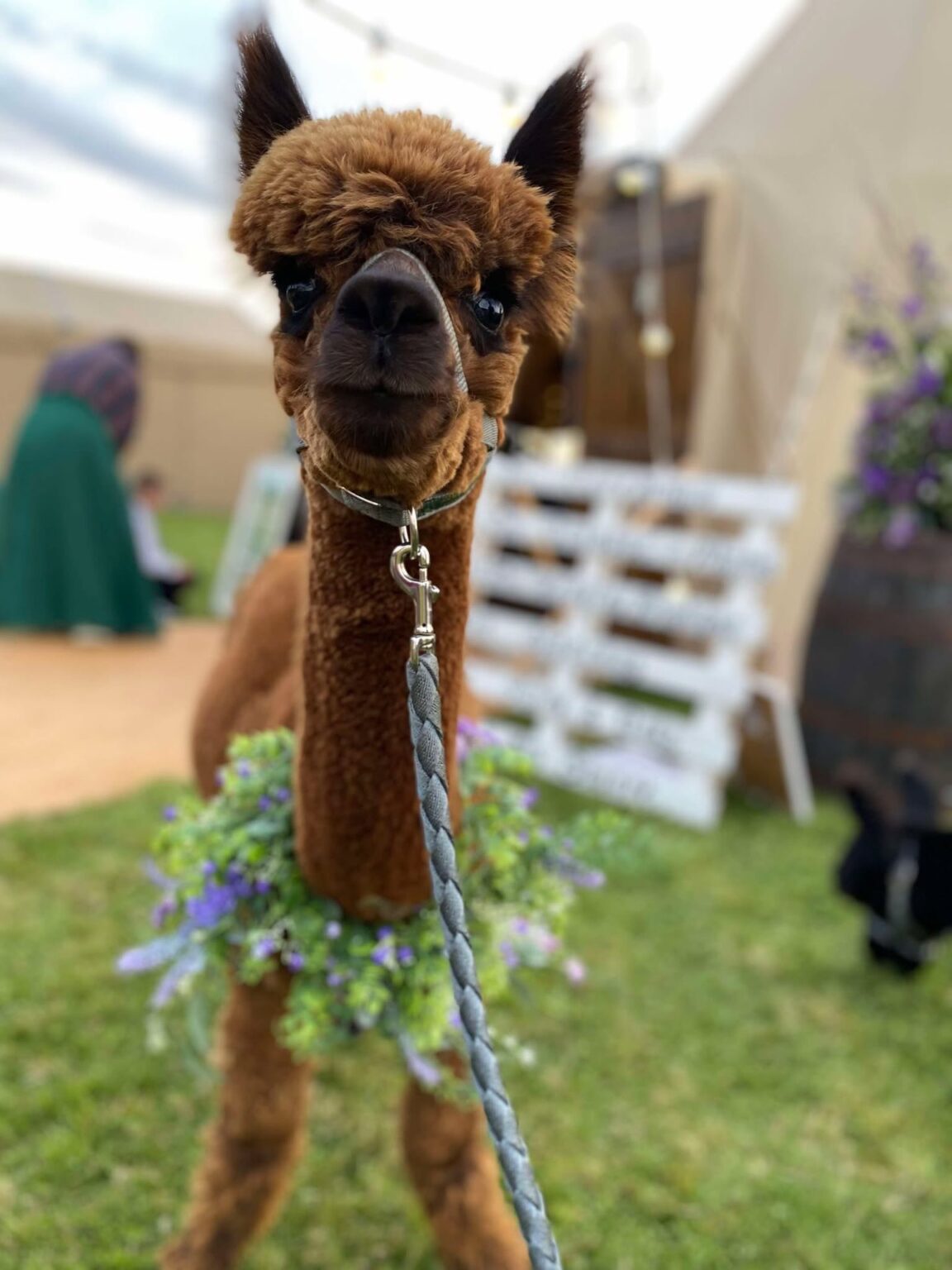 How alpacas made wedding dreams come true in Tayside and Fife