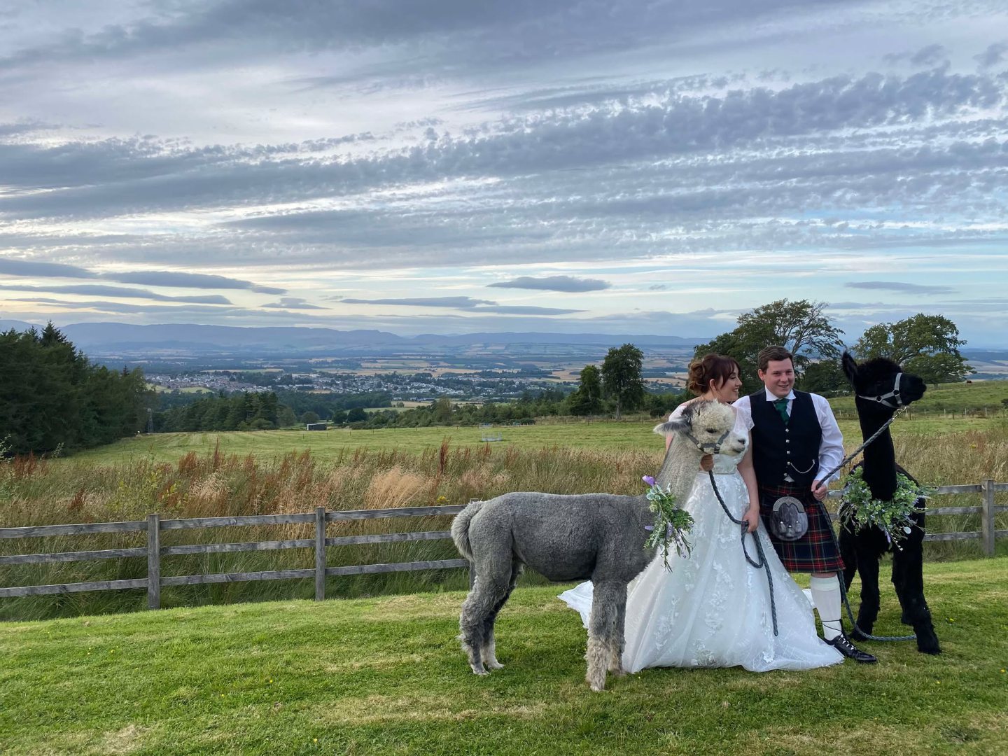 How alpacas made wedding dreams come true in Tayside and Fife