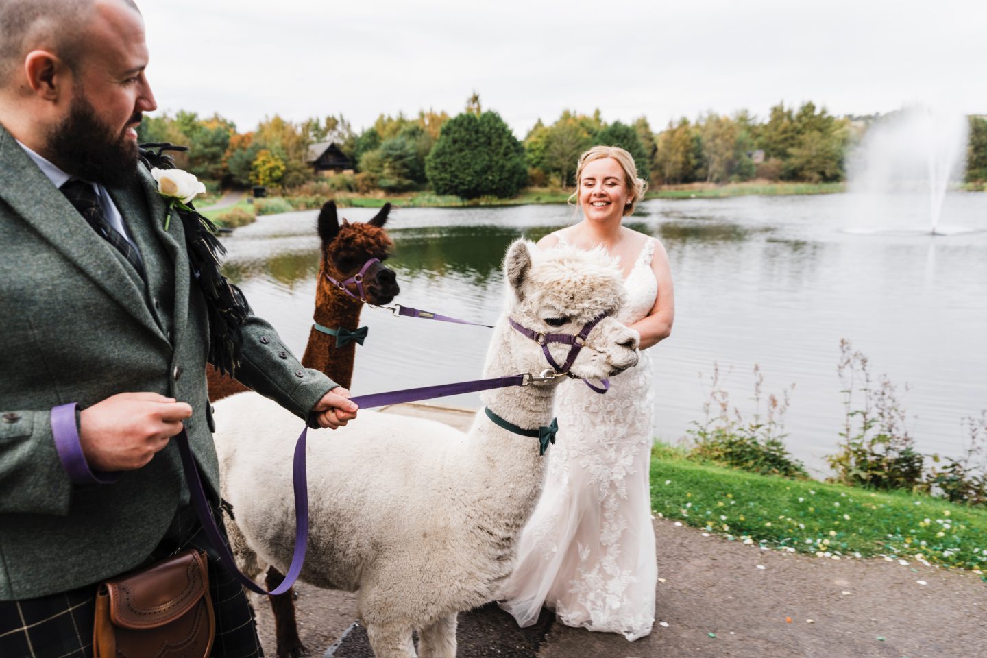 How alpacas made wedding dreams come true in Tayside and Fife