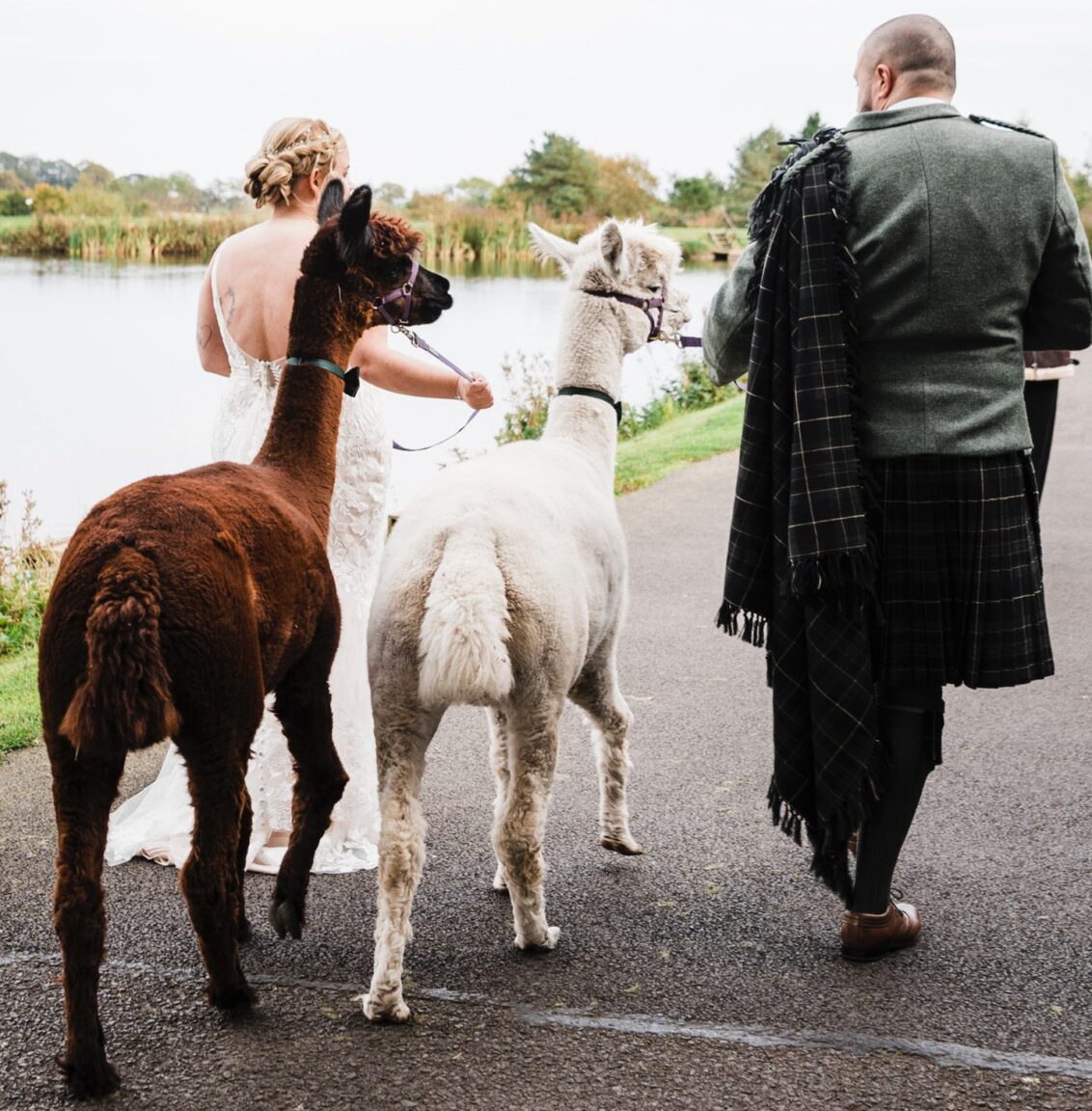 How alpacas made wedding dreams come true in Tayside and Fife