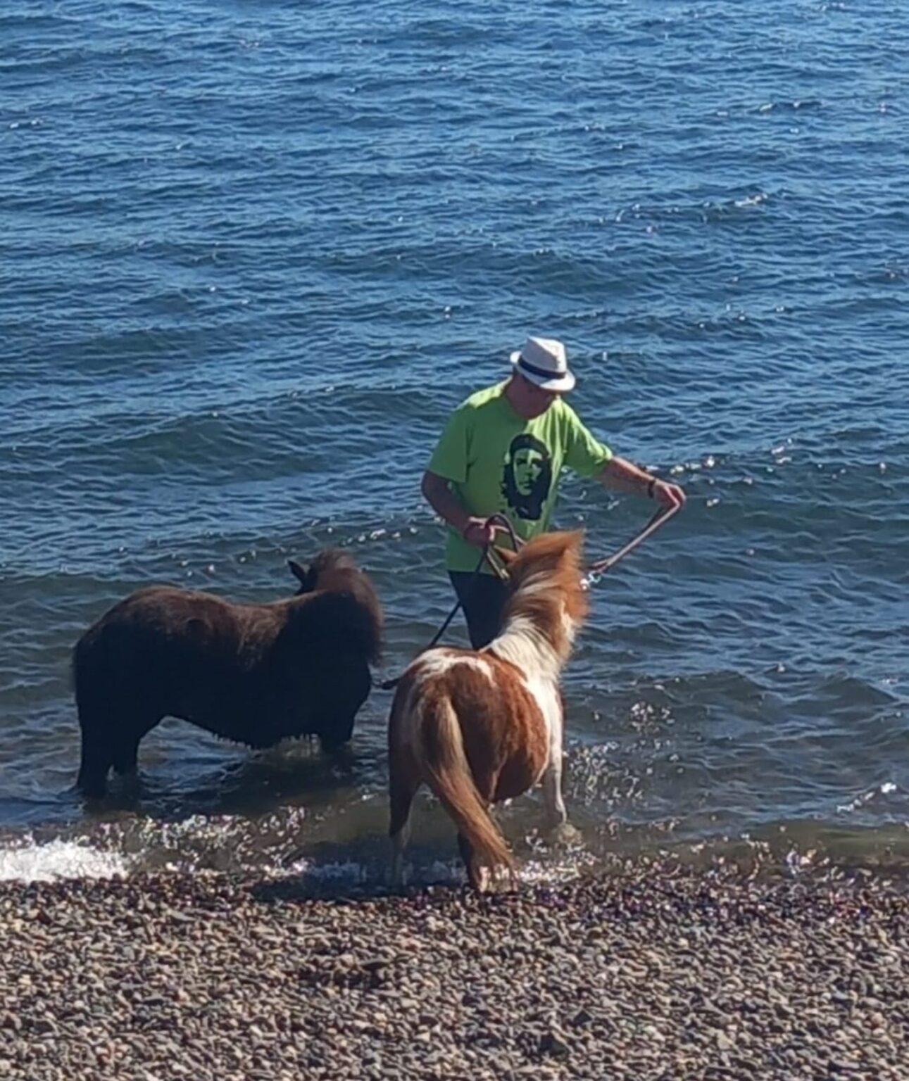Video of Dundee man taking Shetland pony for a walk goes viral