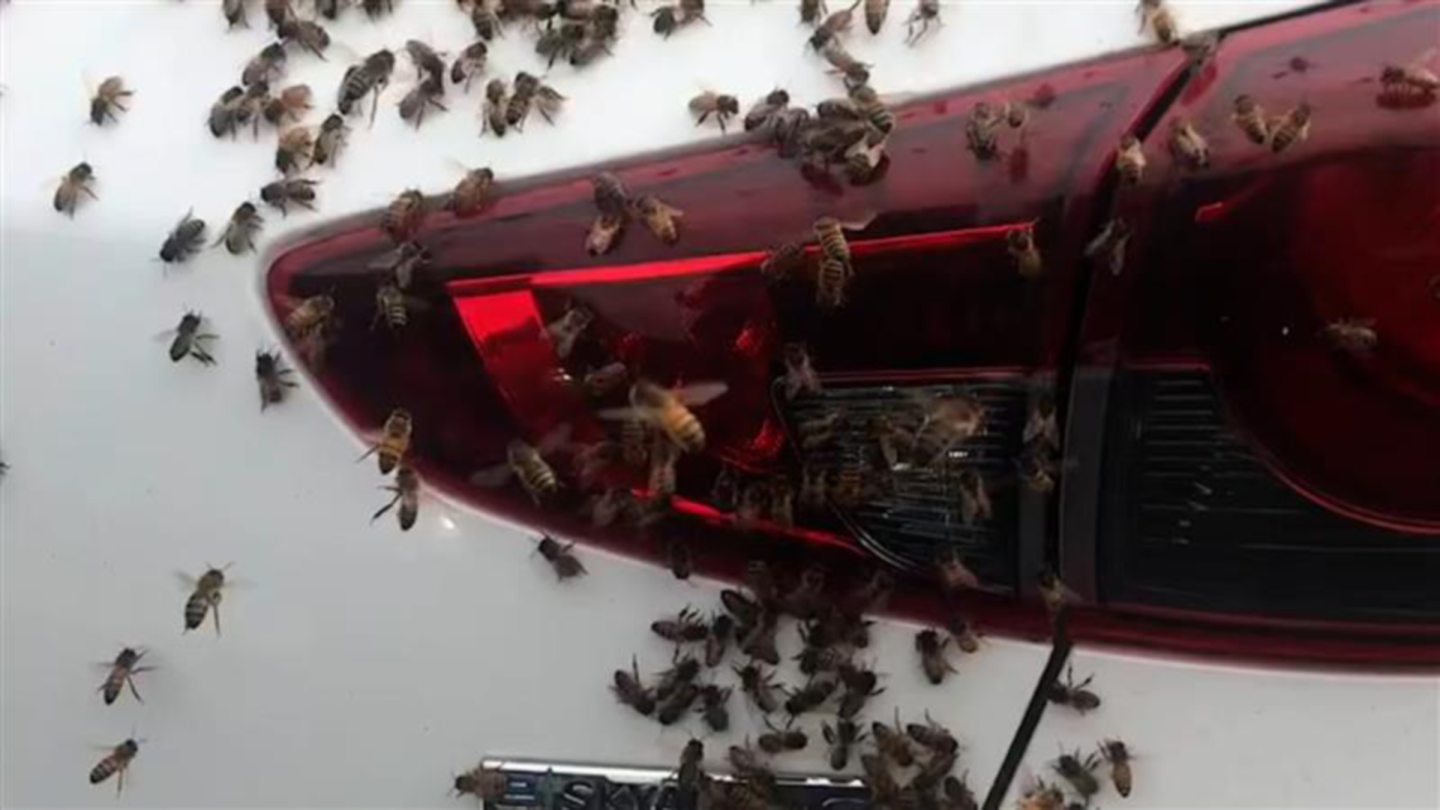 VIDEO: Moment hundreds of bees swarm Aberfeldy car
