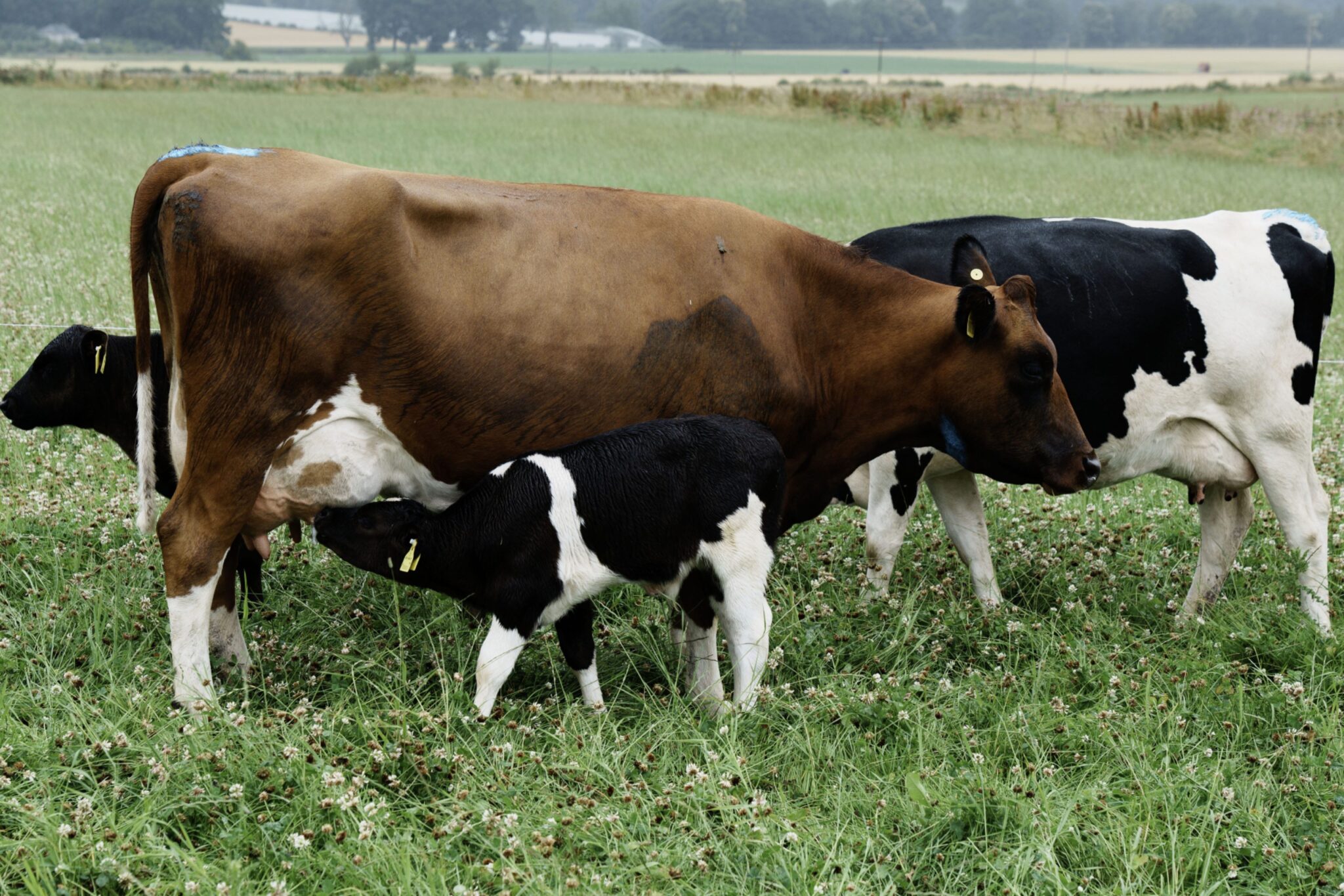 Gloagburn milk vending machine 'stocked' by Dupplin cows