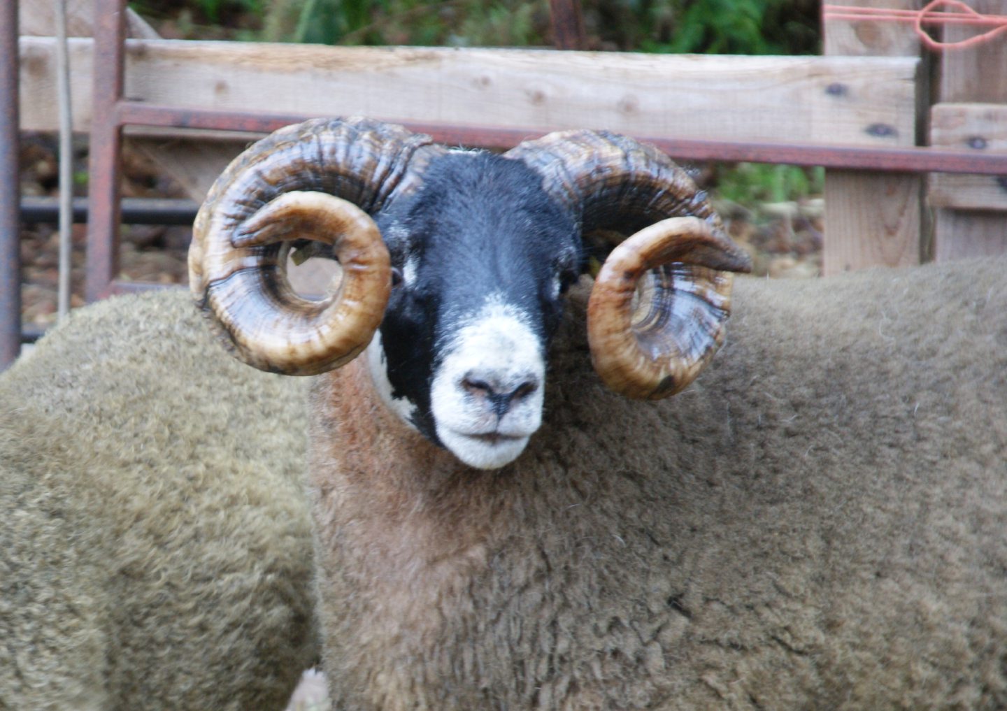 All you need to know about Braco Show