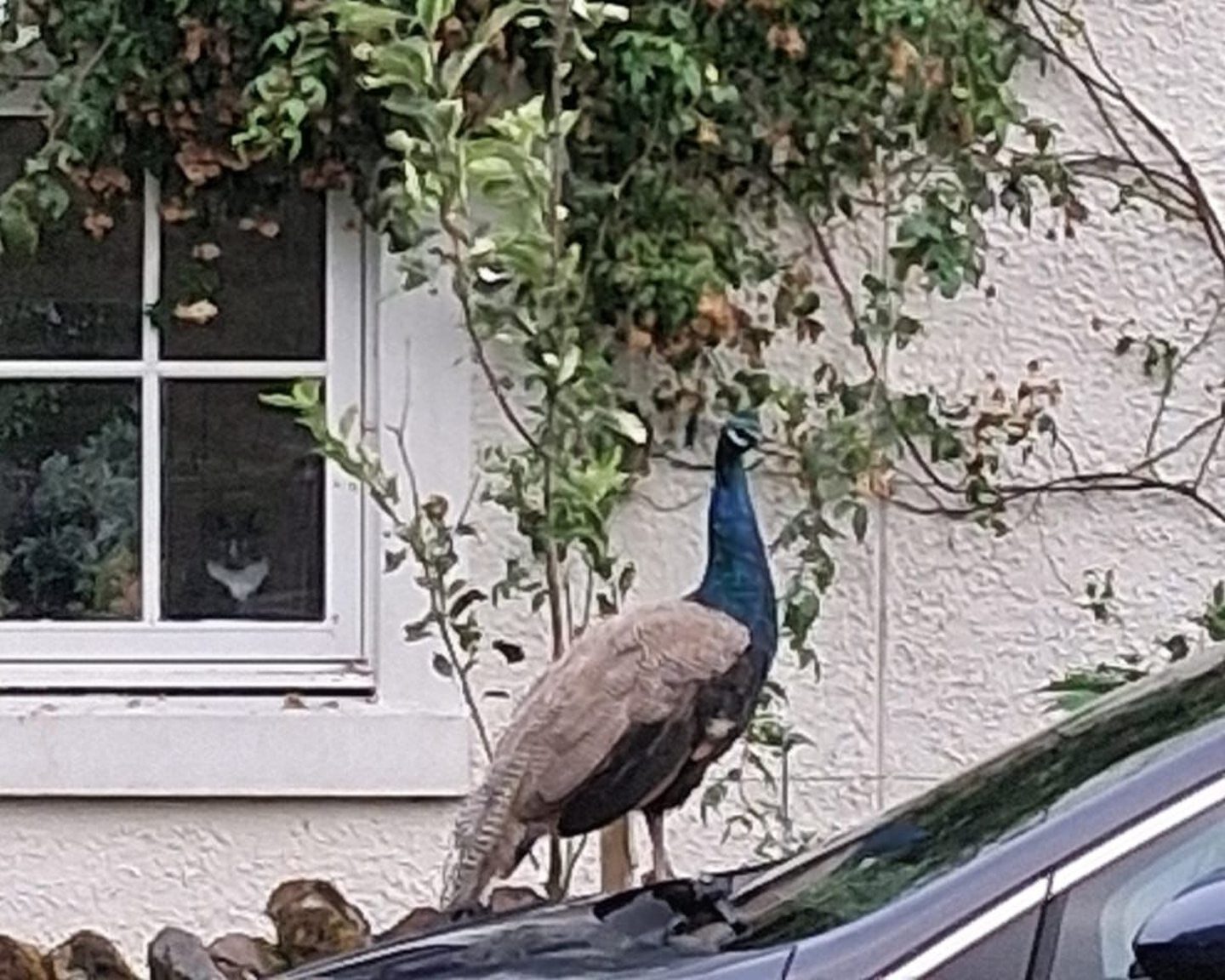 Mystery over peacock whose visit stunned Dunblane woman
