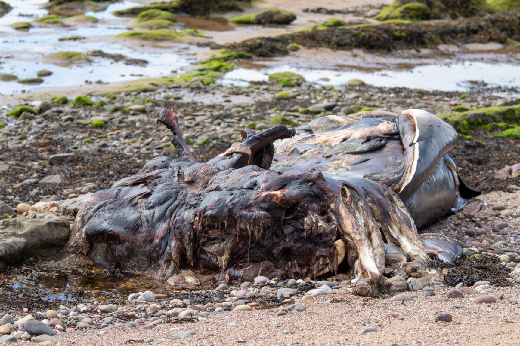 Rotting whale washes up on Angus beach near Carnoustie