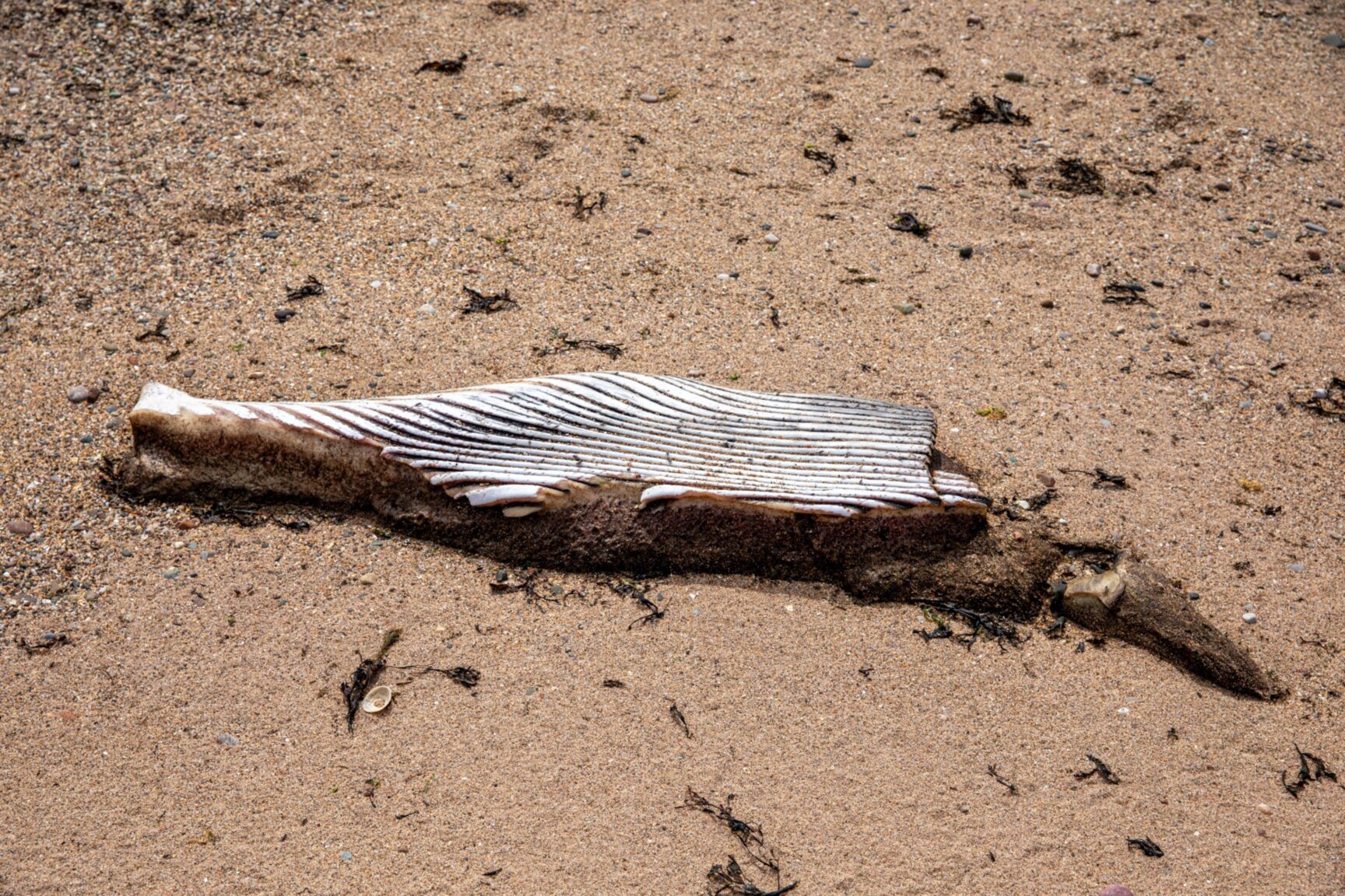 Rotting whale washes up on Angus beach near Carnoustie