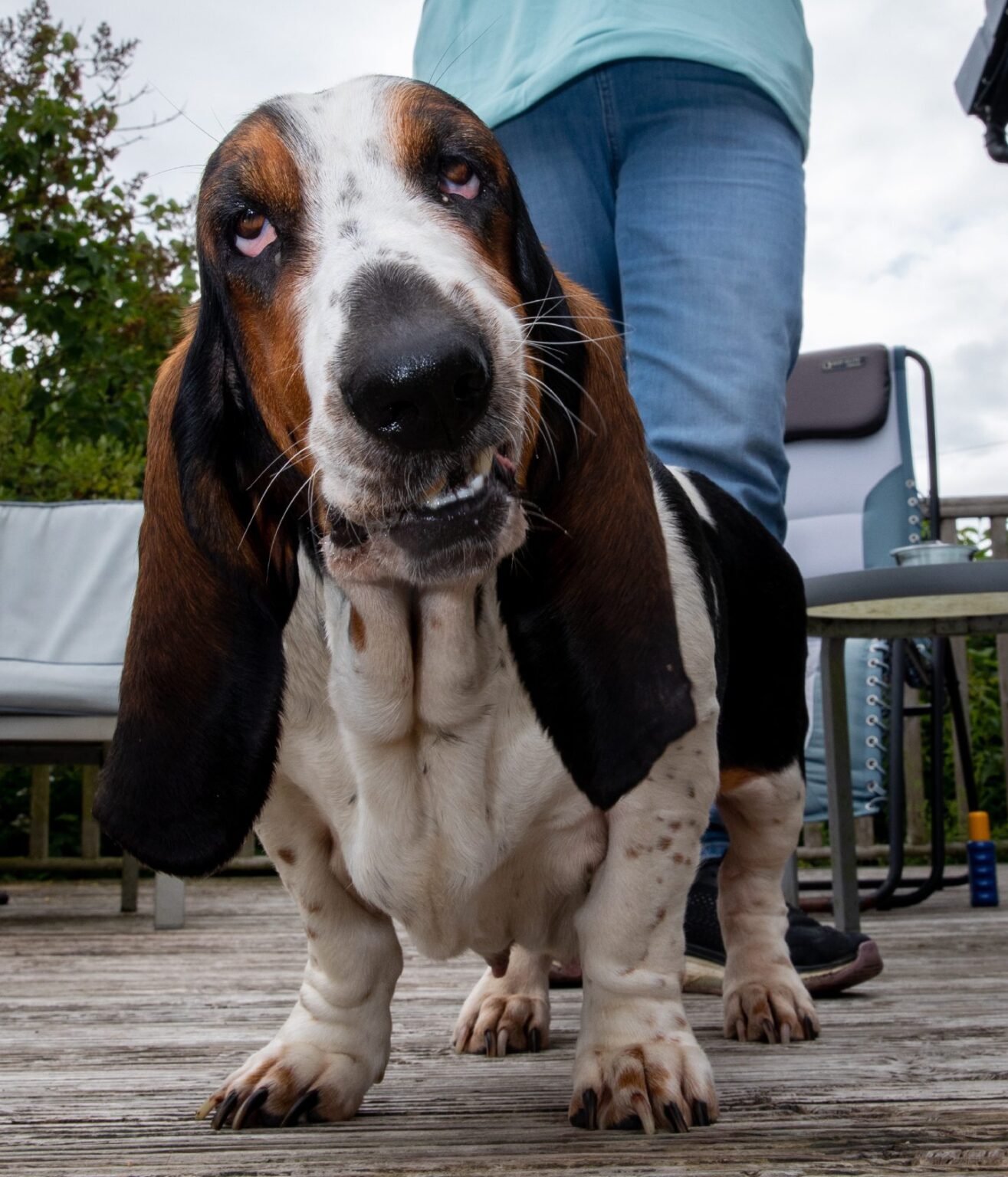 Fear as 47 Blebo Craigs dog attacks reported in six months