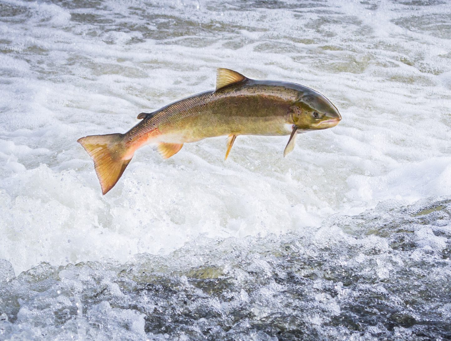 Tay salmon board boss lands new job as critics demand change