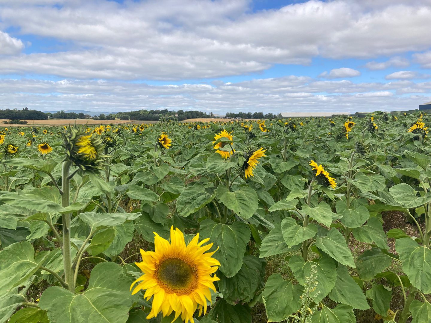 Pick-your-own sunflowers launched at Kinross farm