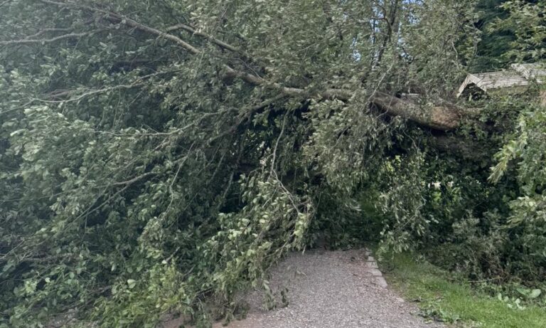 Owner recalls 'thud' as tree crashes onto Angus cafe in Storm Floris
