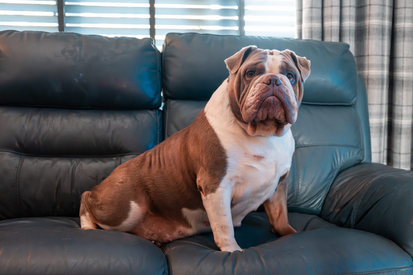 Dundee man's horror as 'bleach poured on pet dog'