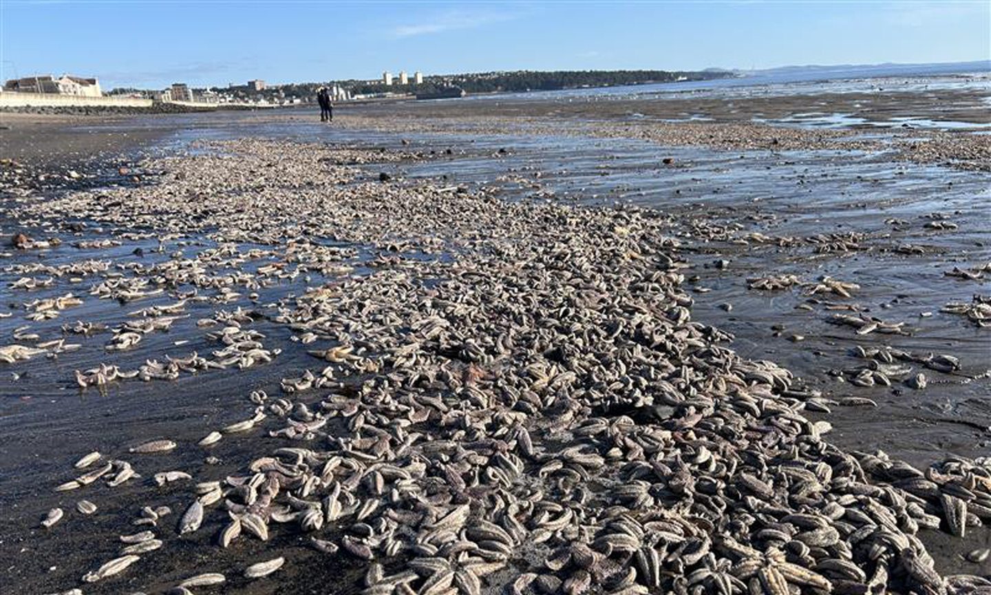 Why have thousands of starfish washed up on Kirkcaldy beach?
