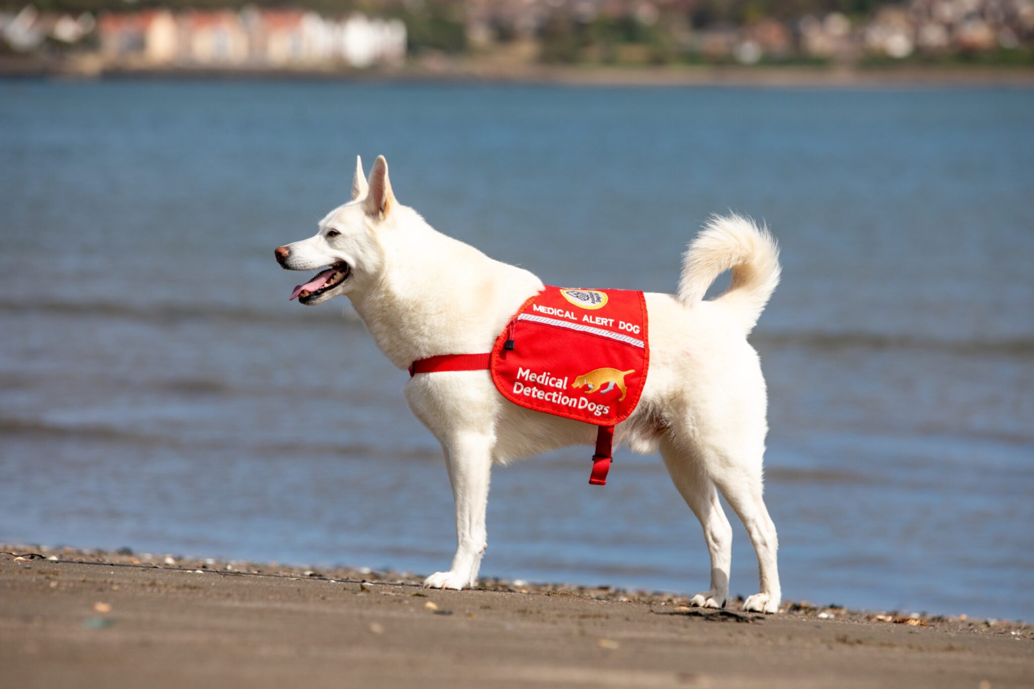 Medical assistance dog transforms life of Fife narcolepsy sufferer