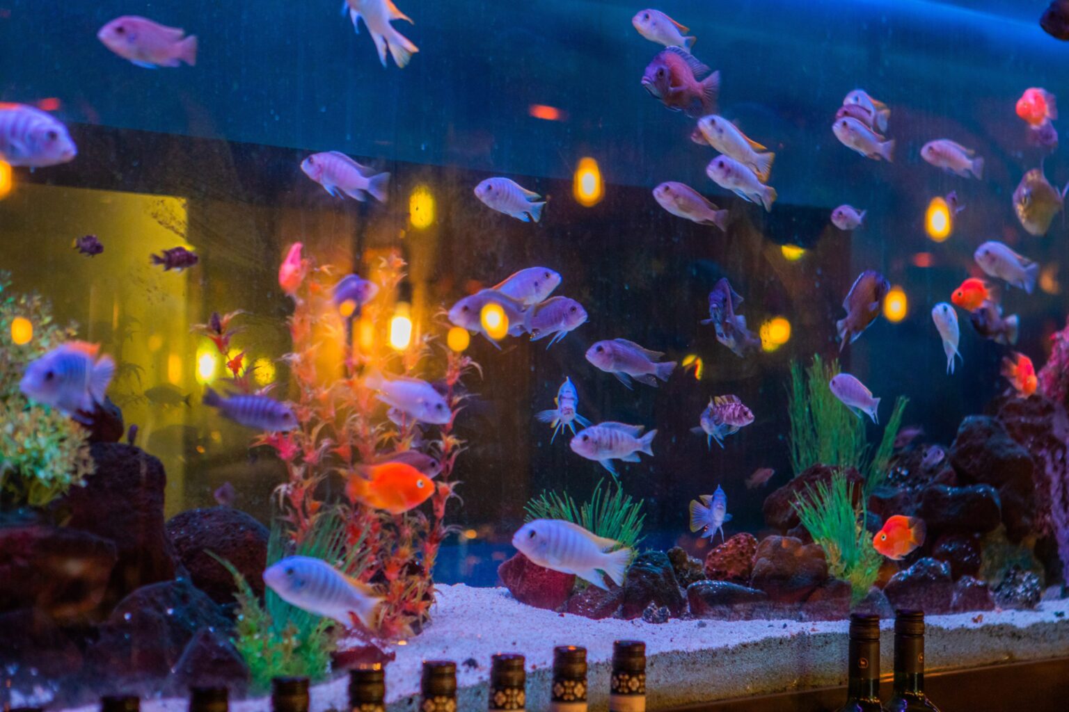 What did we think of Perth's newest Middle Eastern restaurant?