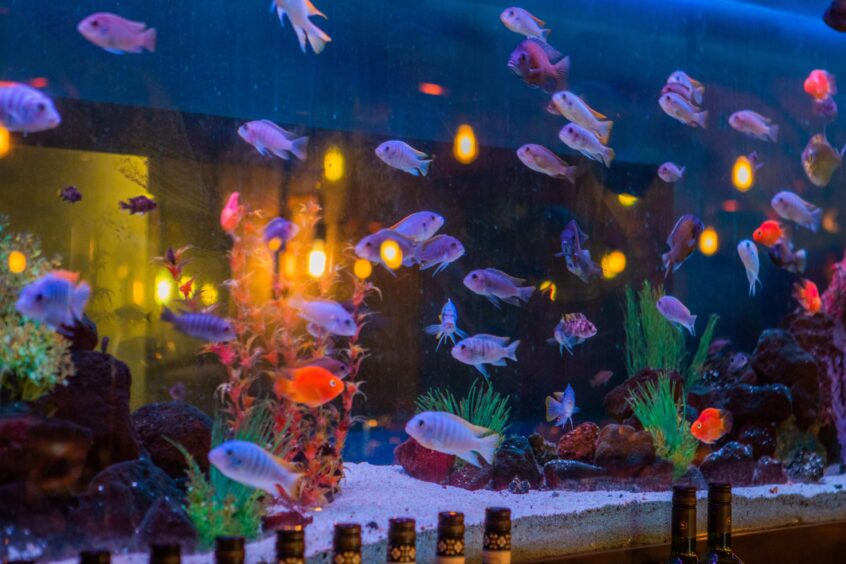 What did we think of Perth's newest Middle Eastern restaurant?