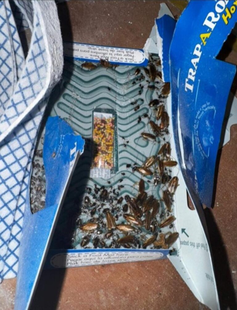 Perth family desperate to flee cockroach-infested flat