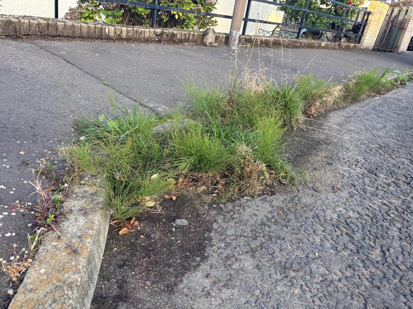Perth and Kinross weeding trials could cost council £100k