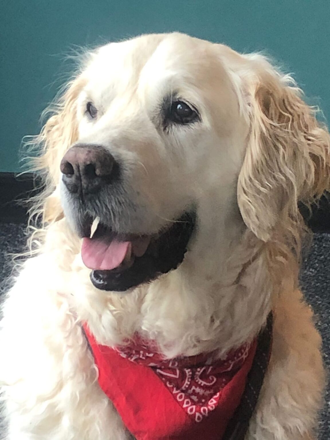CHAS therapy dog lit up lives of Rachel House hospice families