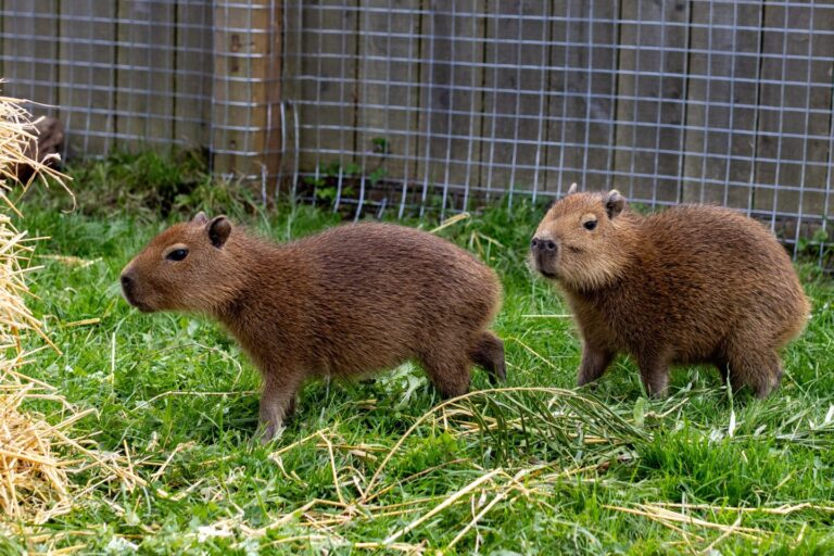 Scottish Deer Centre capybaras prove a hit with visitors