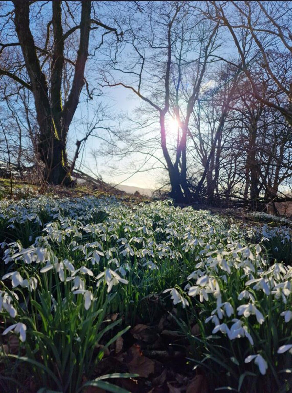 Comrie snowdrop village blossoms out of flood defence ruins