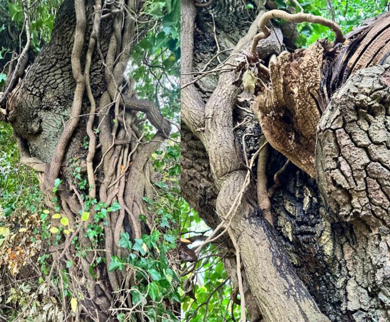 Bridge of Allan: Fear grows over trees as Storm Bram approaches