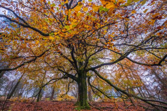Kinnoull Hill Perthshire walk: scenic trails to the summit