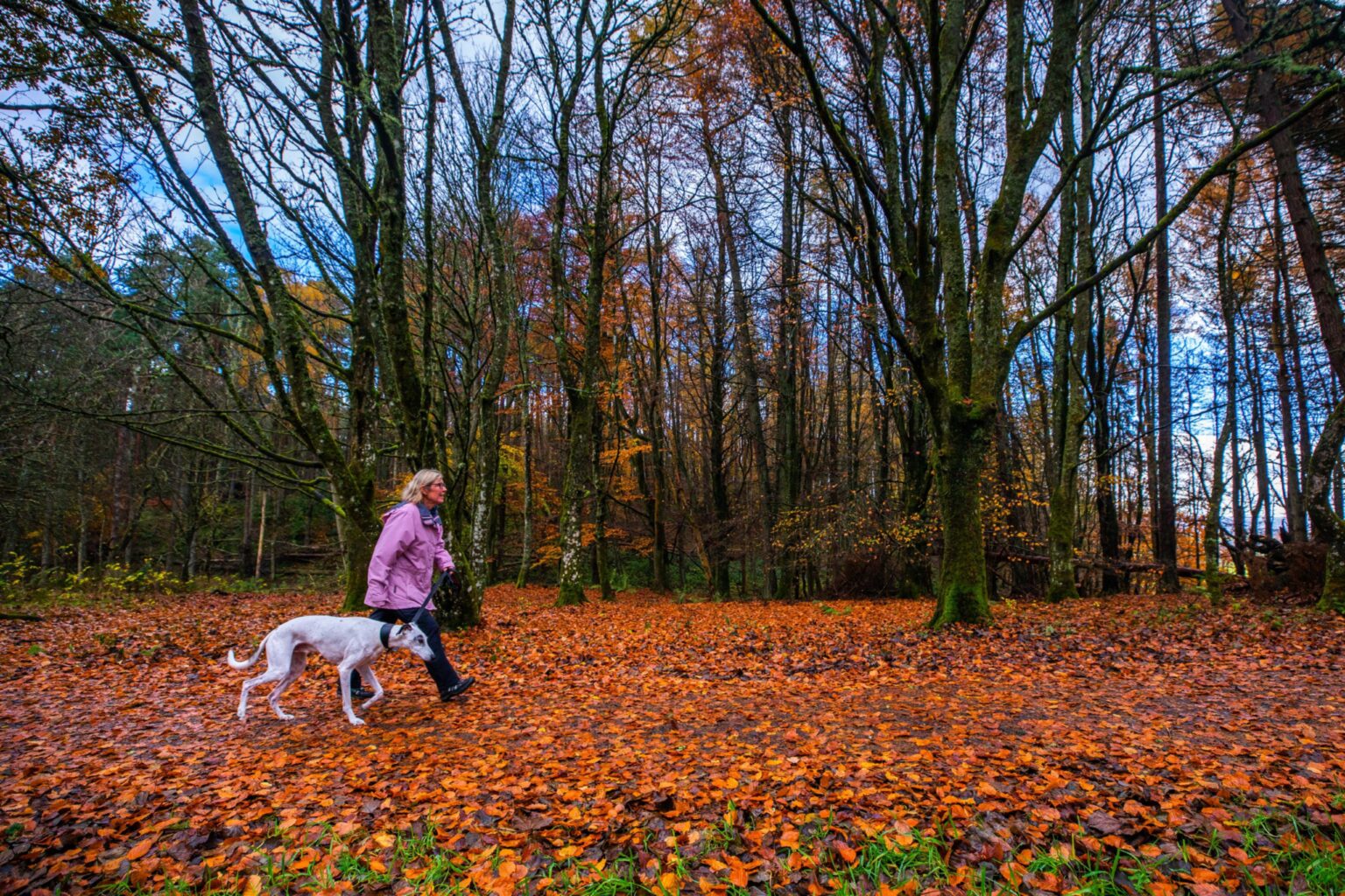 Kinnoull Hill Perthshire walk: scenic trails to the summit