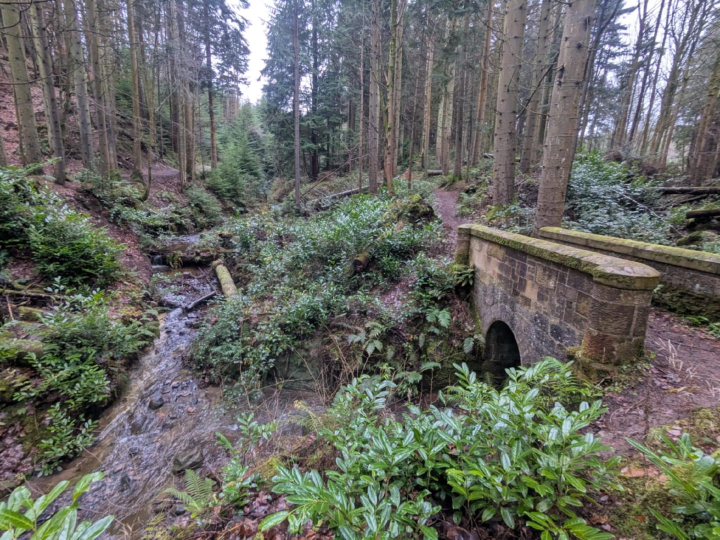 Exploring magical Maspie Den in Falkland