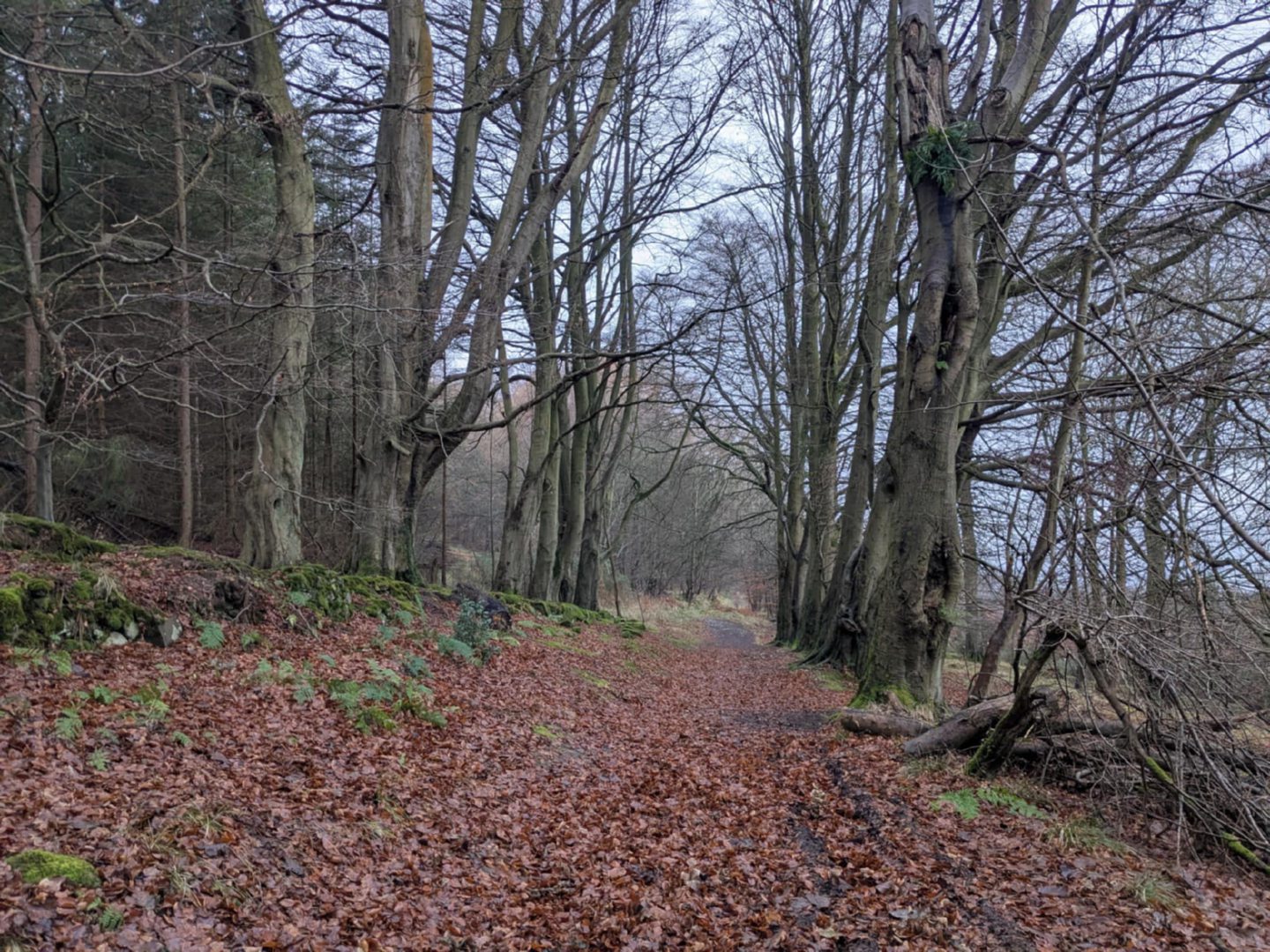 Exploring magical Maspie Den in Falkland
