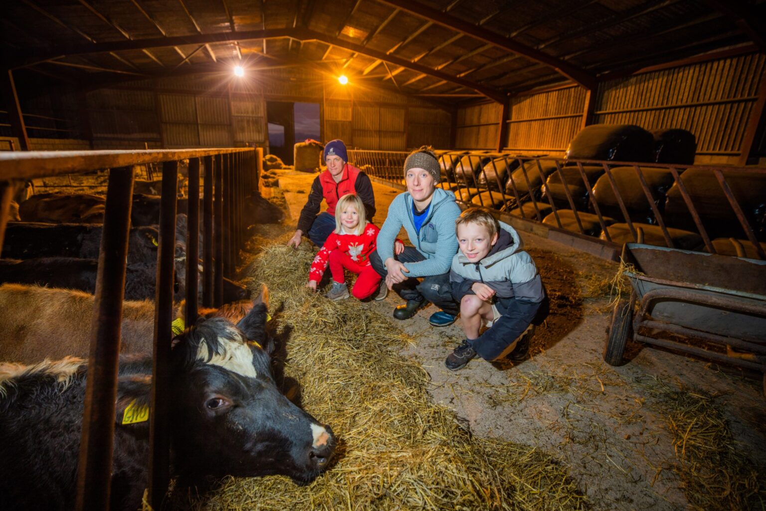Christmas morning in the cowshed for Perthshire Wee Dairy family