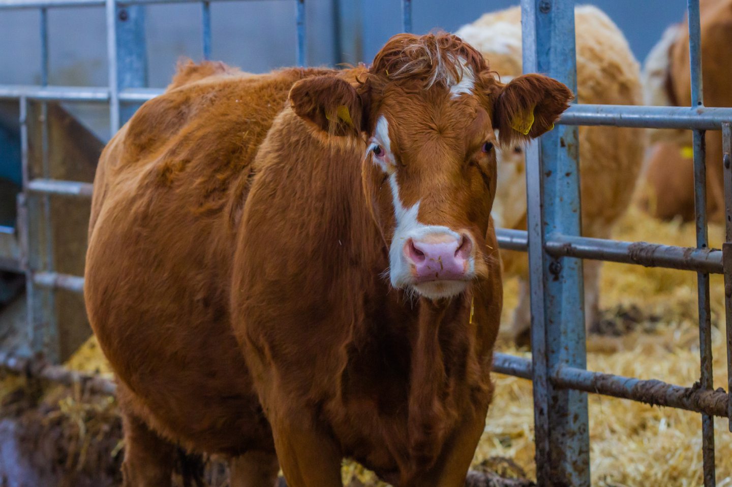 Fabulous farms day for Perthshire Agricultural Discussion Society