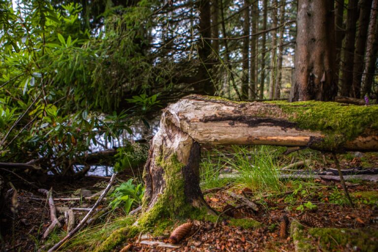 How beavers came back to Scotland through a Perthshire family