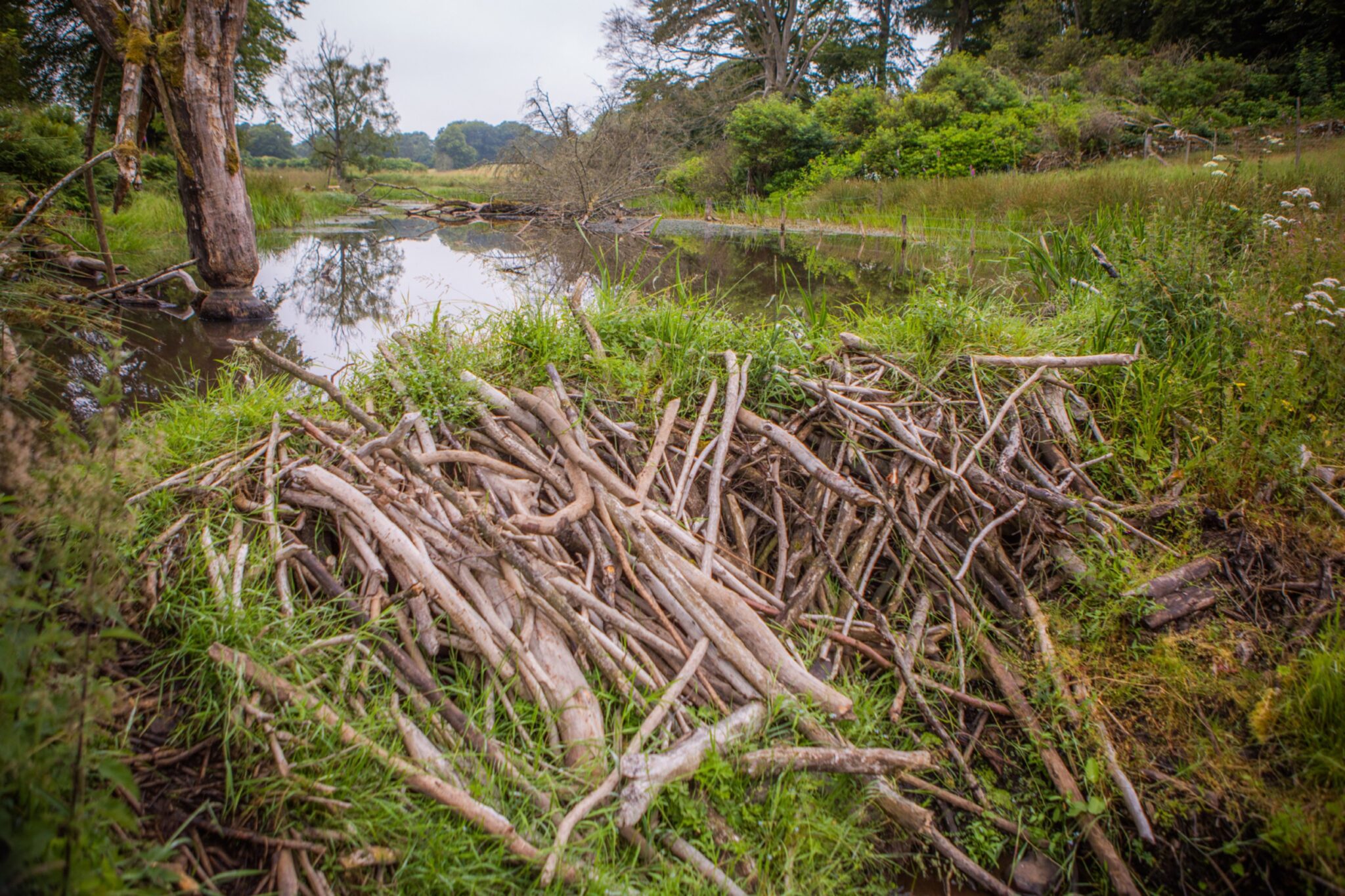 How beavers came back to Scotland through a Perthshire family