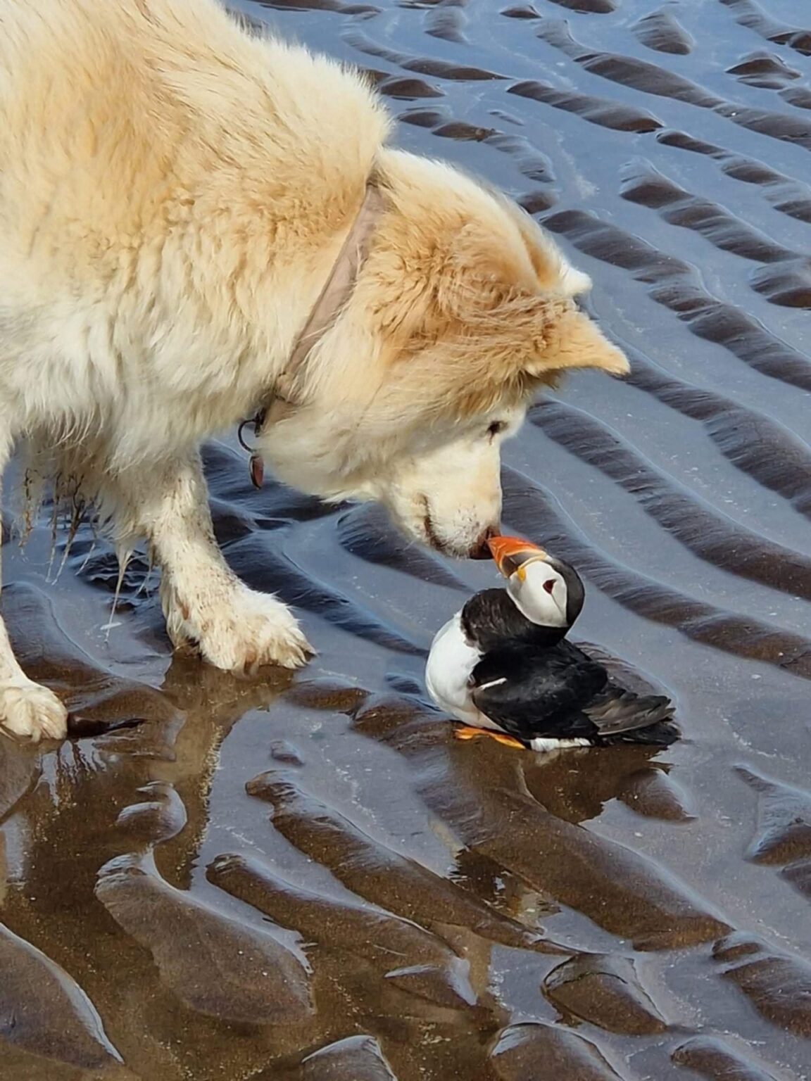 Monifieth 'pram dog' back on wheels thanks to good Samaritan