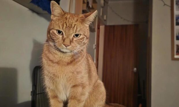 £1,300+ raised for hernia-stricken cat ditched in Dundee scheme