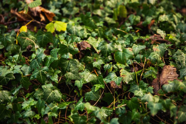 Stirling back walk photos - exploring Scotland's historic city route