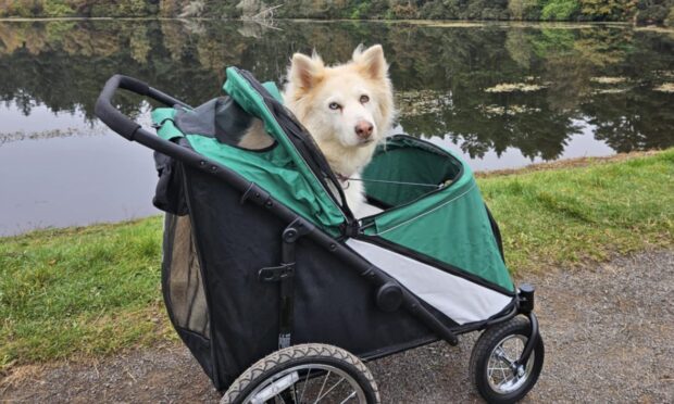 Monifieth 'pram dog' back on wheels thanks to good Samaritan