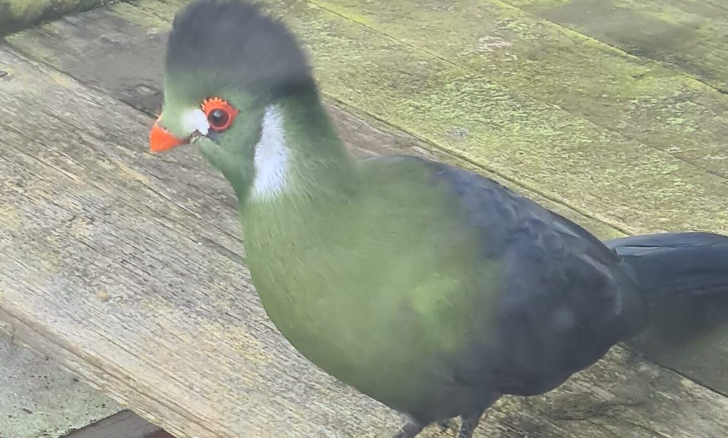 White cheeked Turaco spotted in Dunfermline month after escape